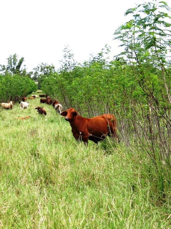 A weed or feed? The cattle shock sever creeping into city creeks ...