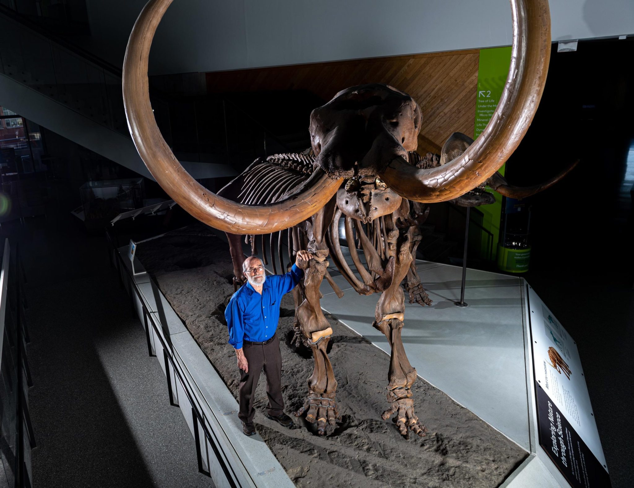 Mastodon Killed in Bloody Battle 13,200 Years Ago – Displays Extinct ...