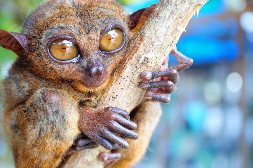 Ideal-Ever Family Tree for Primates – Including Every Residing and ...