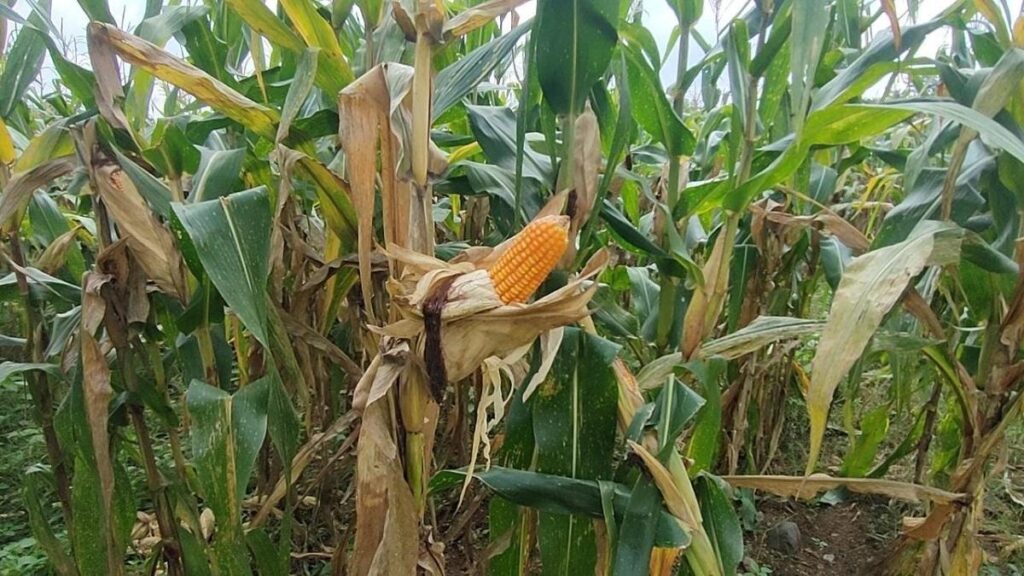 The attack of this dangerous insect on the maize crop can destroy the ...