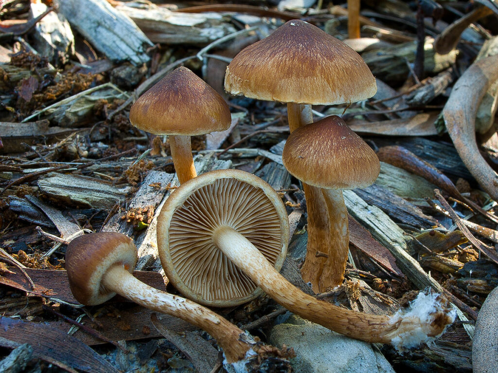 Australia news LIVE: Mushroom cook Erin Patterson sentenced to life in ...