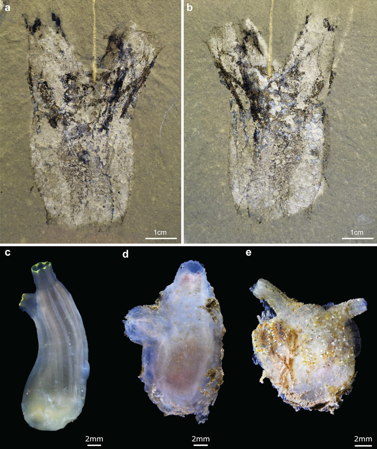 How the discovery of a million-year-old human skull in China can ...